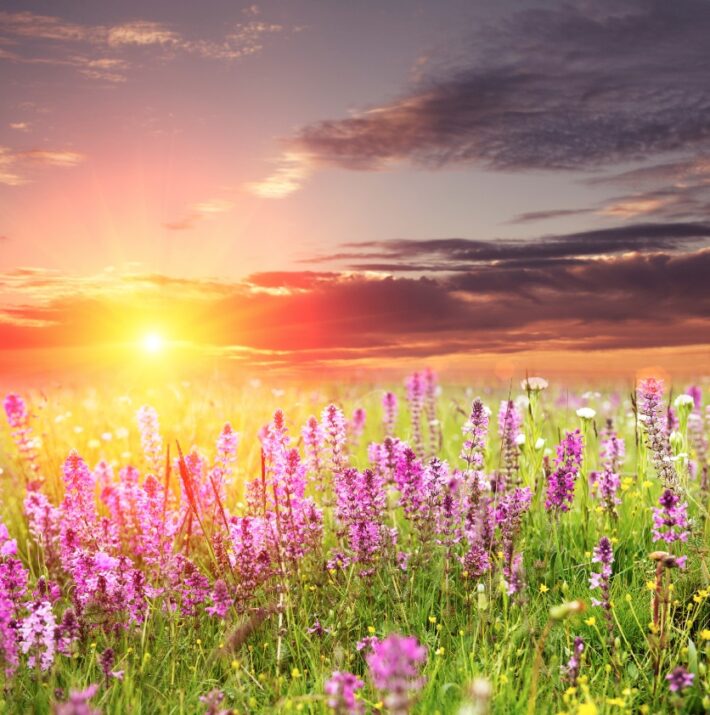 Meet a Holistic OT: Vanessa Hemingway | Holistic Occupational Therapy ...